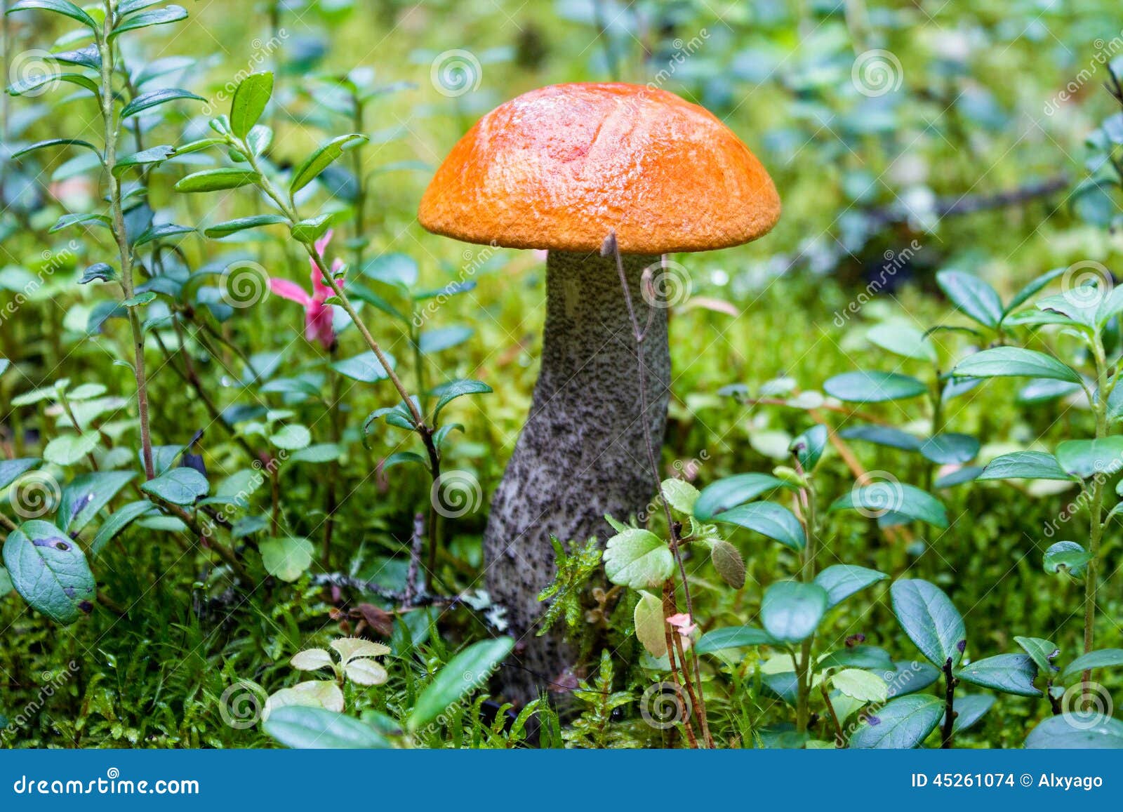 Orange cap boletus stock photo. Image of summer, stem - 45261074