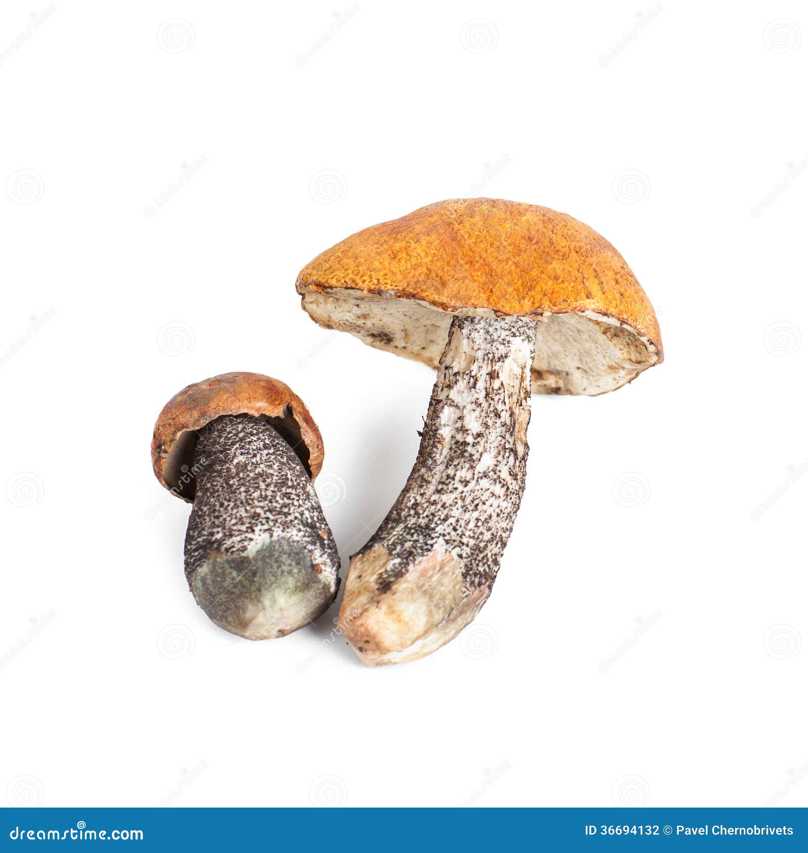 Orange cap boletus stock photo. Image of healthy, fungi - 36694132