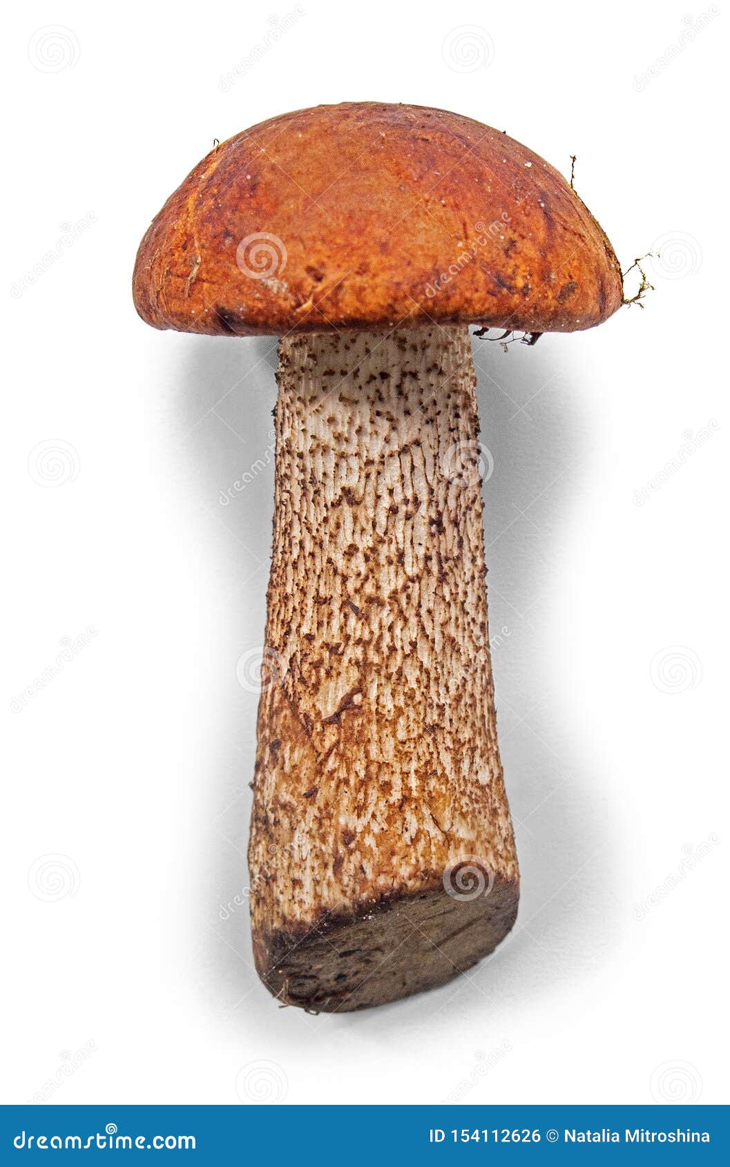 Orange-cap Boletus, Edible Mushroom on a White Background with a Shadow ...
