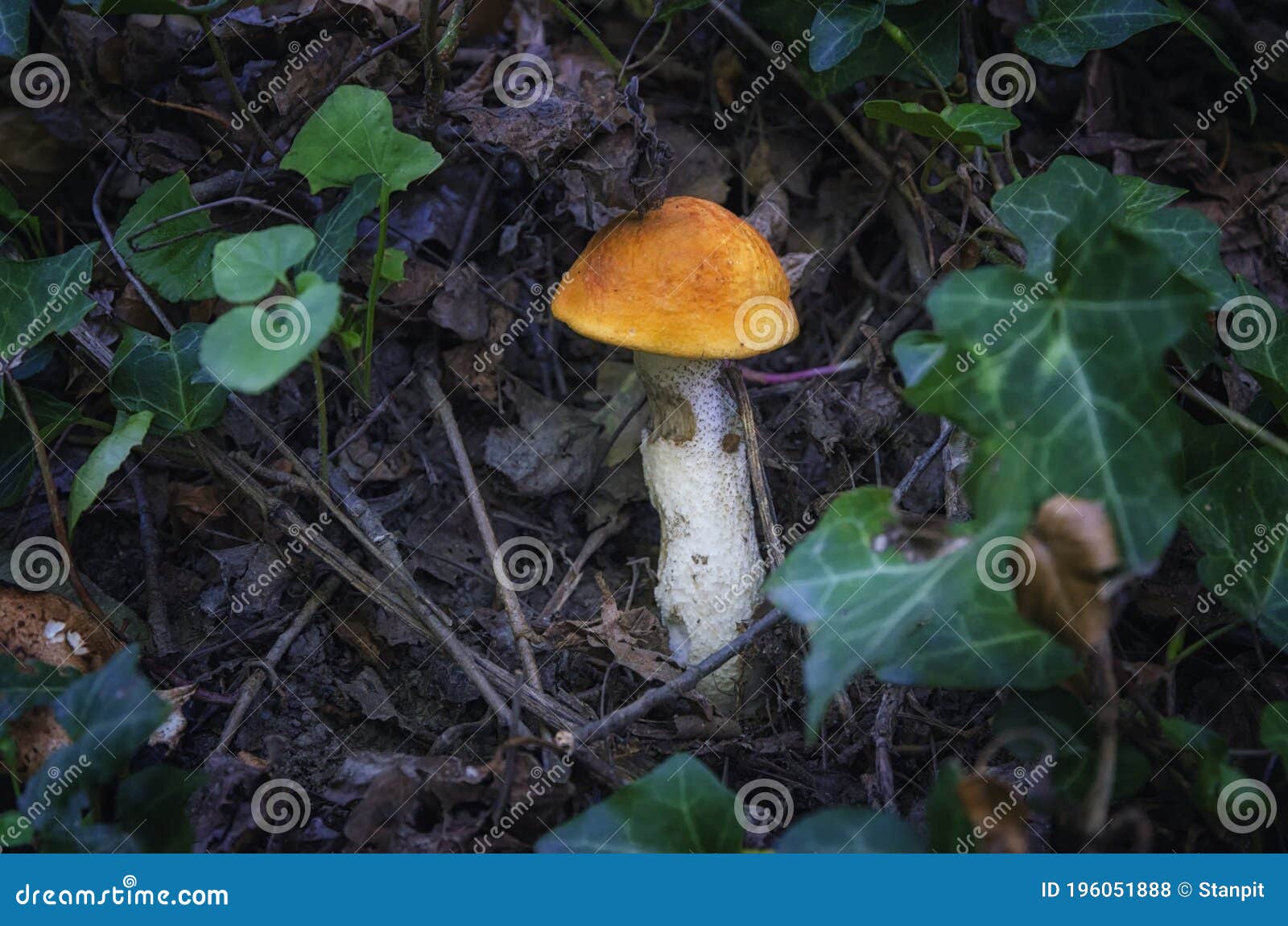 Orange-cap Boletus in the Forest Stock Photo - Image of mushroom ...