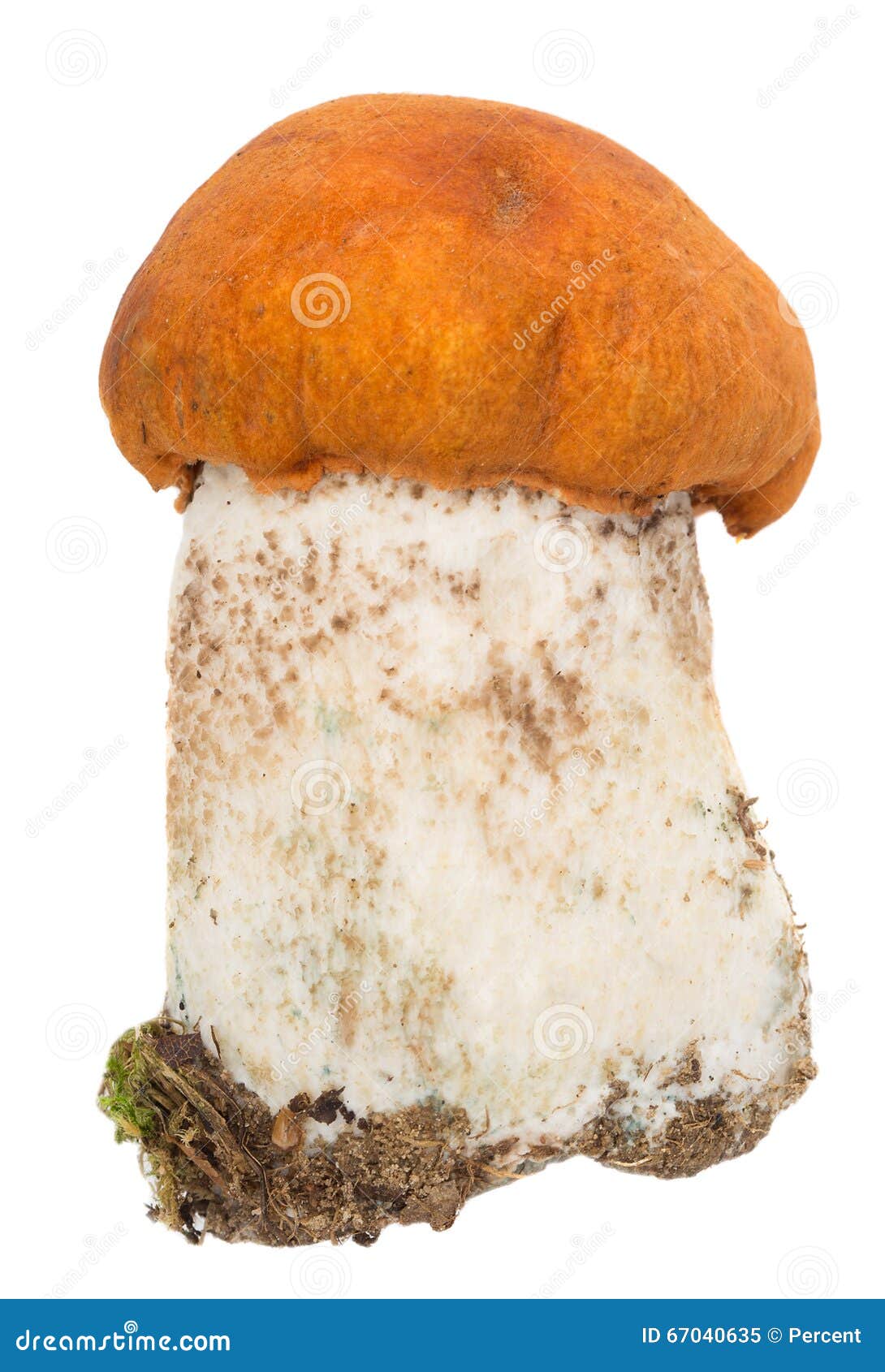 Orange-cap boletus stock image. Image of mycology, backgrounds - 67040635
