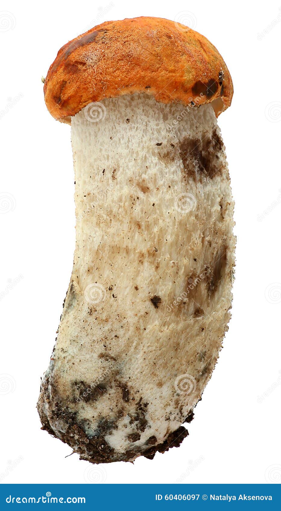 Orange-cap Boletus. Forest Mushrooms Isolated on Stock Image - Image of ...