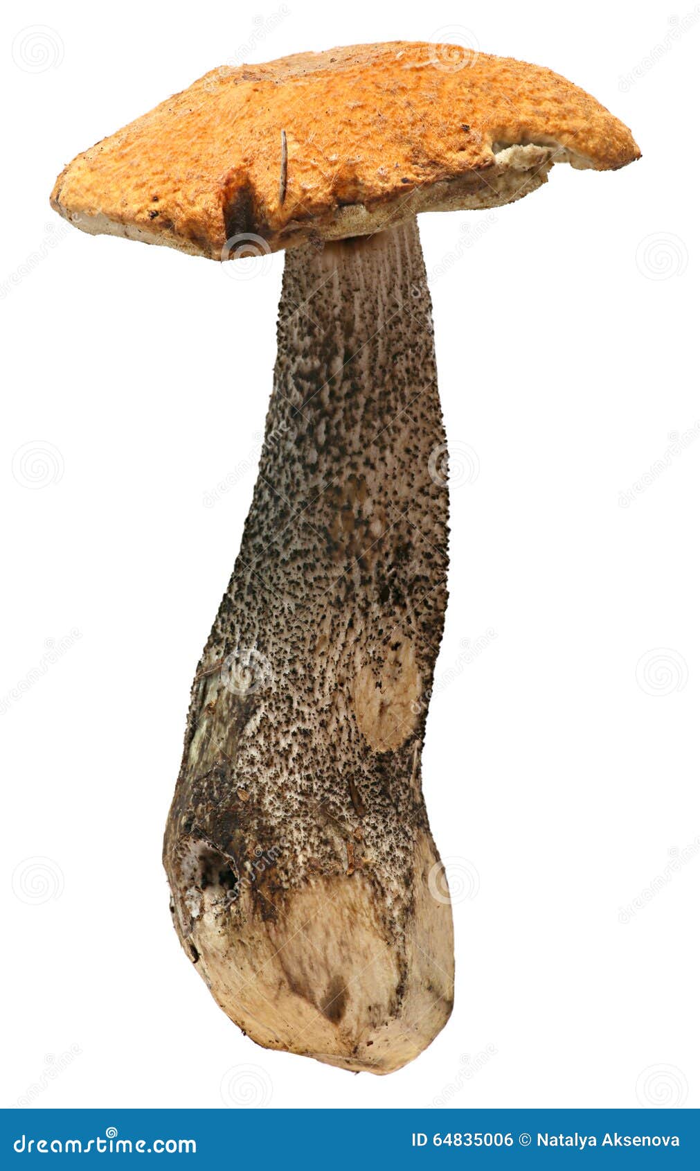 Orange-cap Boletus. Forest Mushrooms Isolated on Stock Photo - Image of ...