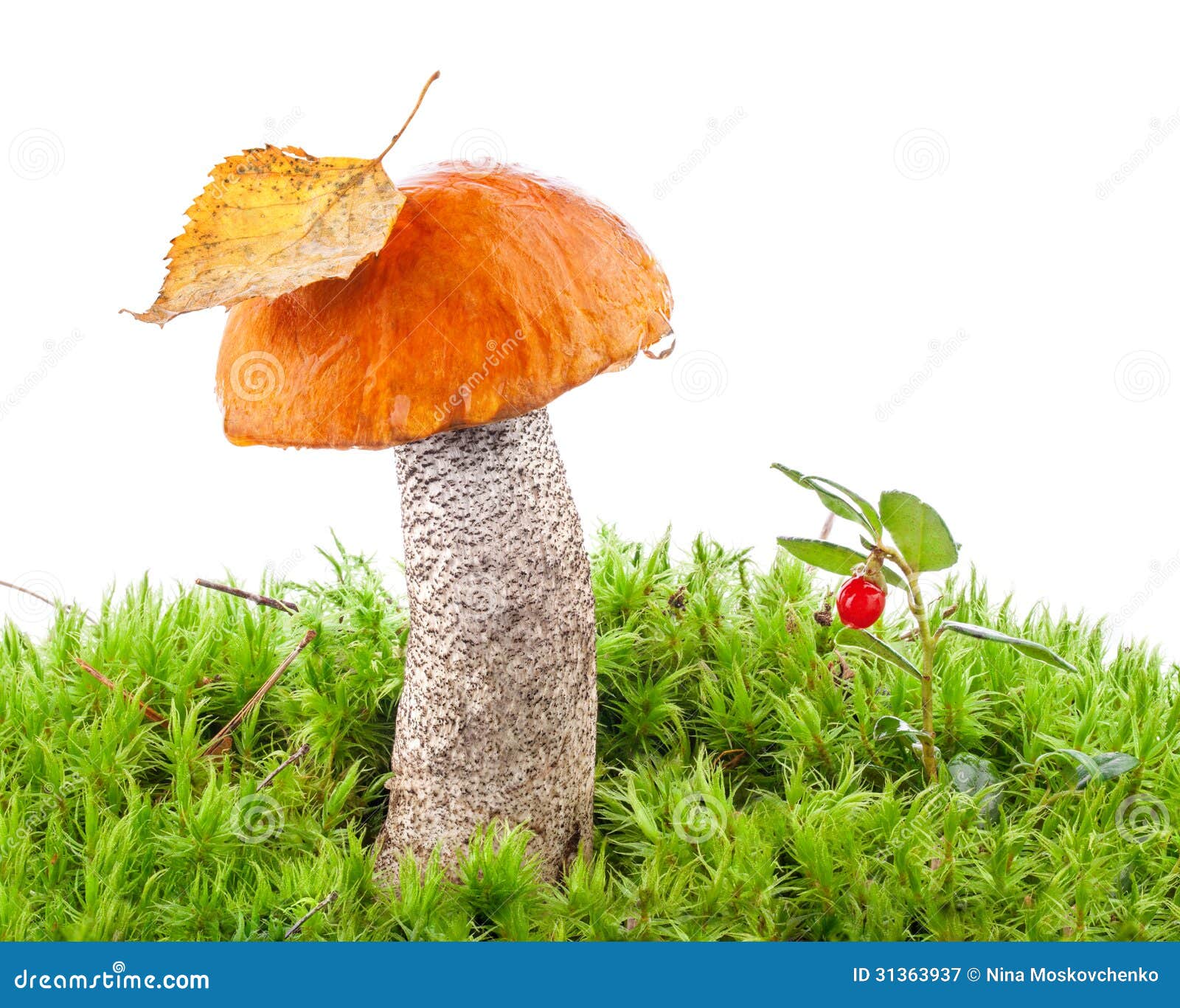 Orange-cap Boletus (Leccinum) in a Forest Scene Stock Image - Image of ...