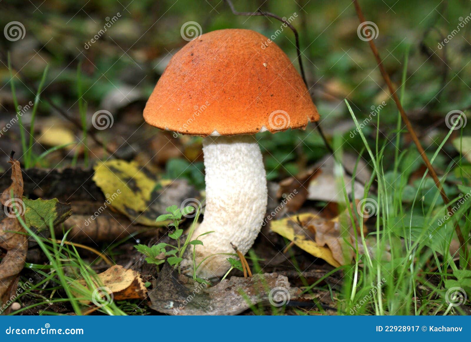 Orange-cap Boletus Mushroom Stock Image - Image of fungus, gribov: 22928917