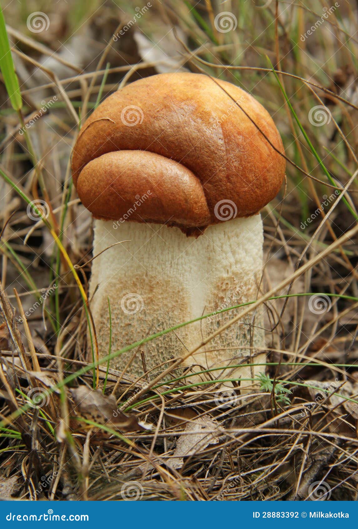 Orange-cap Boletus Mushroom in the Forest Stock Photo - Image of edible ...
