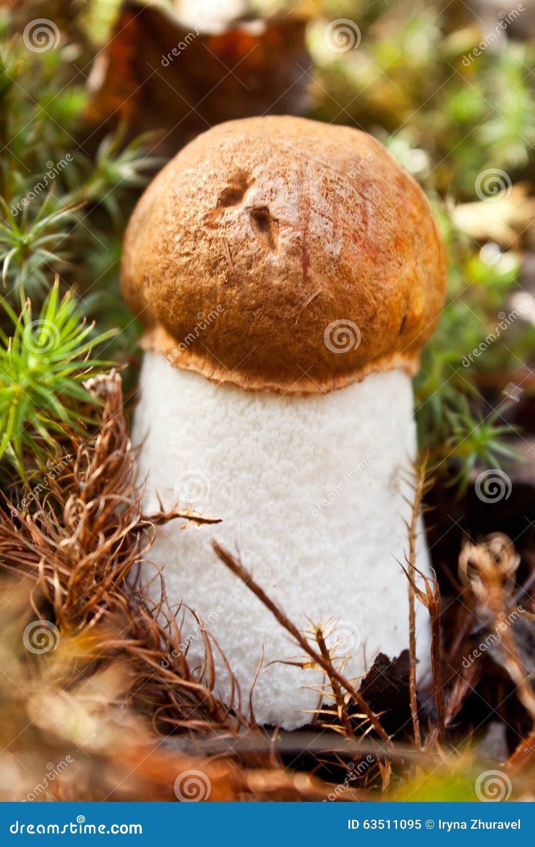 Orange-cap boletus stock image. Image of grow, natural - 63511095