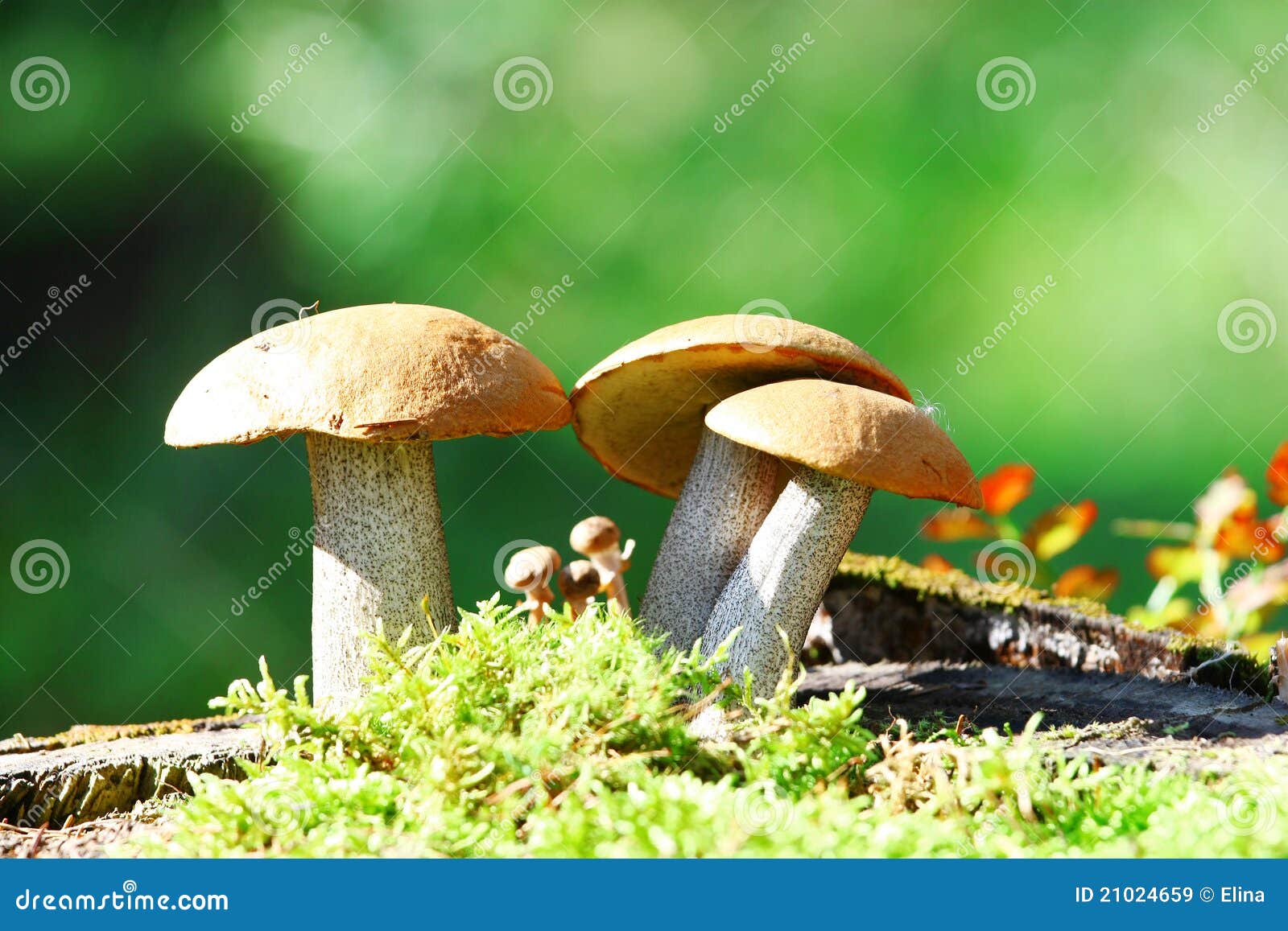 Orange Cap Boletus Mushrooms Stock Image - Image of mushrooms, birch ...