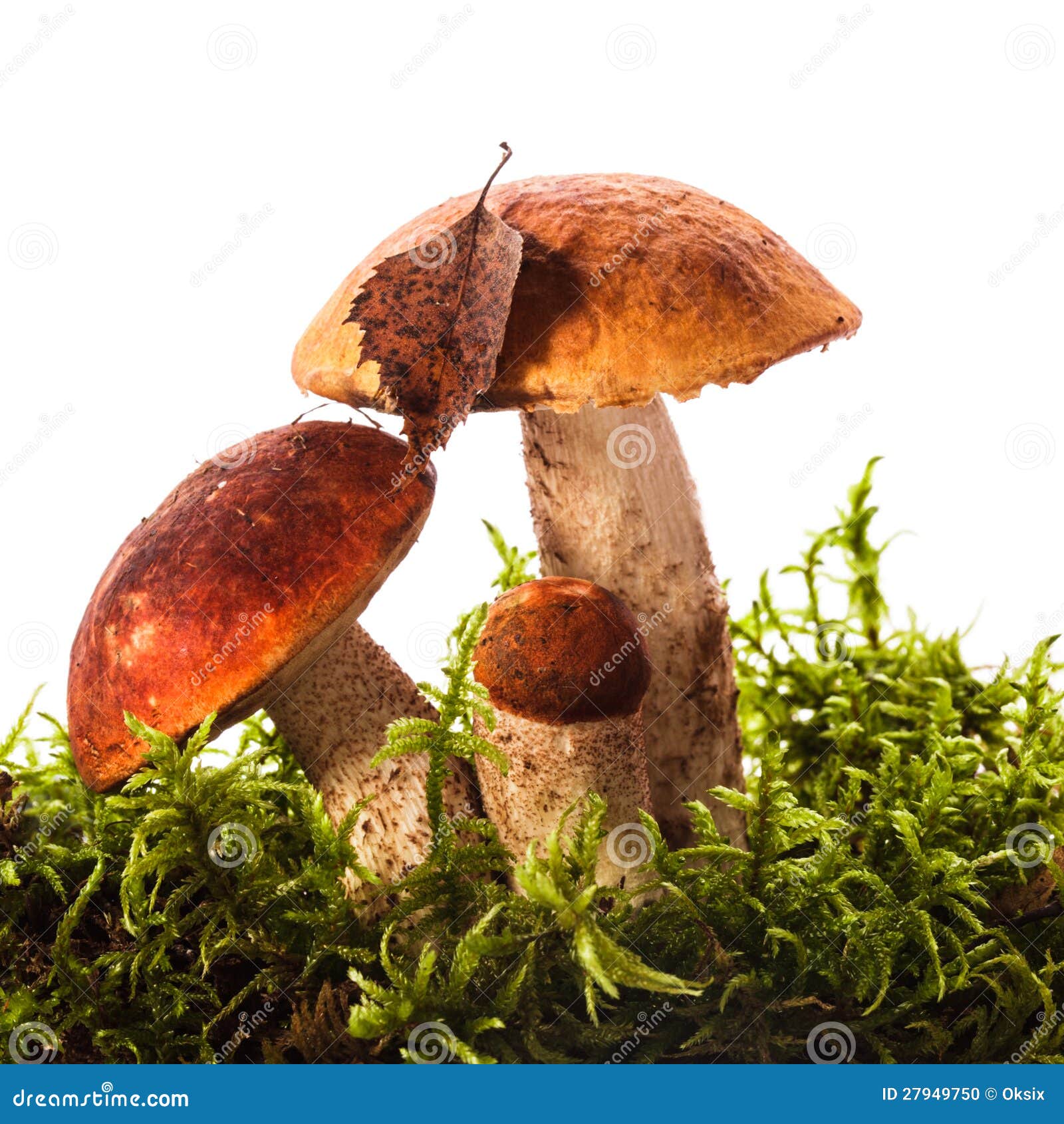 Orange-cap Boletus Mushrooms Stock Photo - Image of mushroom, leaf ...