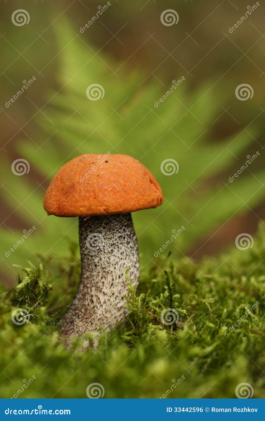 Orange-cap boletus. stock photo. Image of freshness, ornage - 33442596