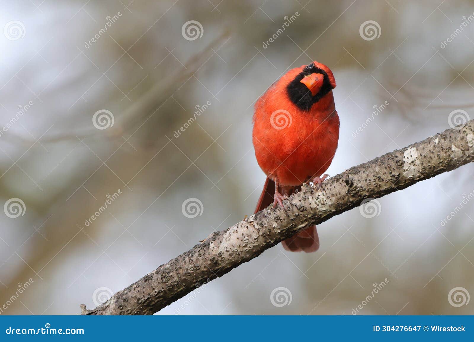 An Orange Cardinal Perches on a Tree Limb Looking for Prey Stock Image ...