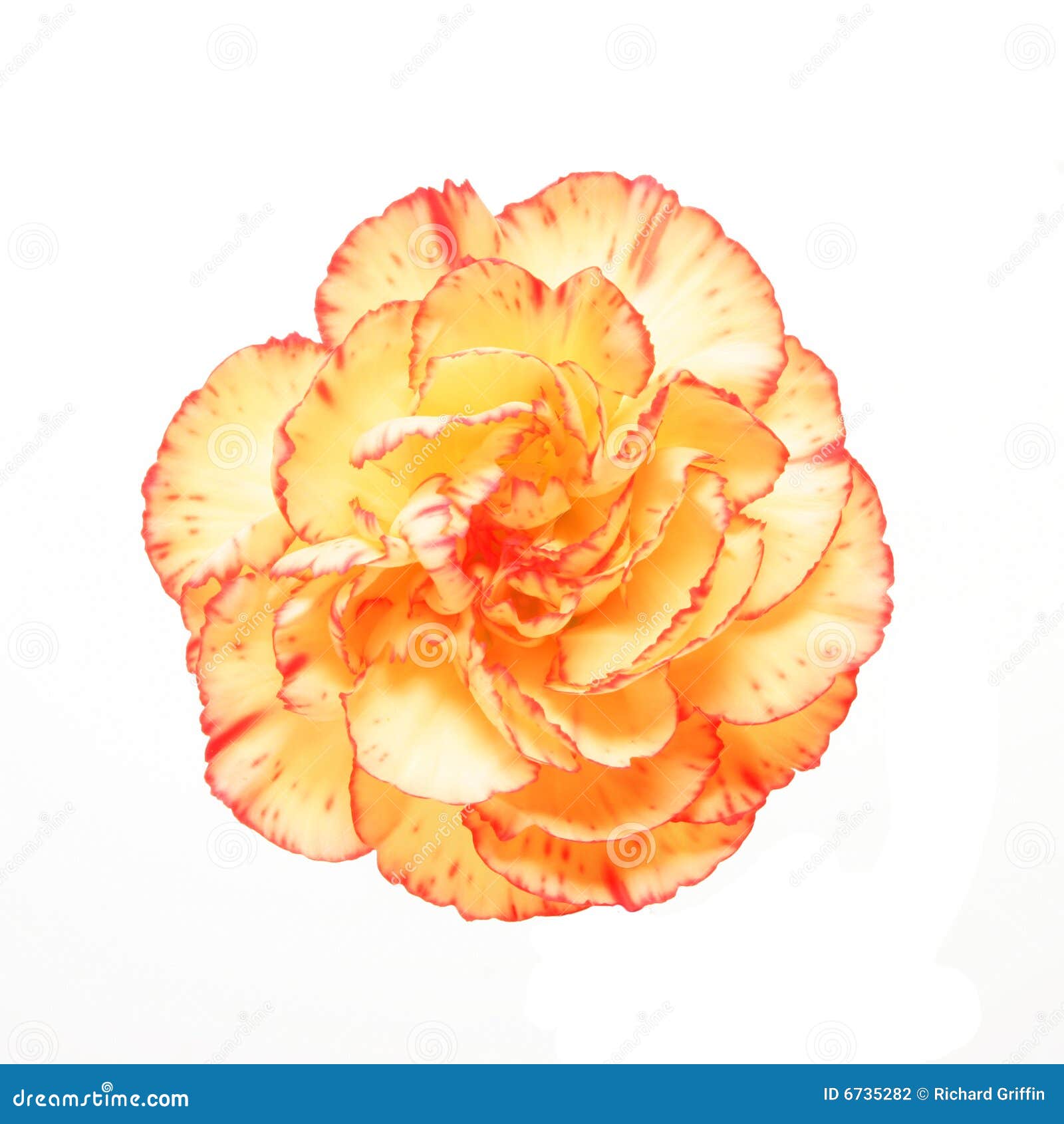 Orange carnation stock photo. Image of flower, orange - 6735282