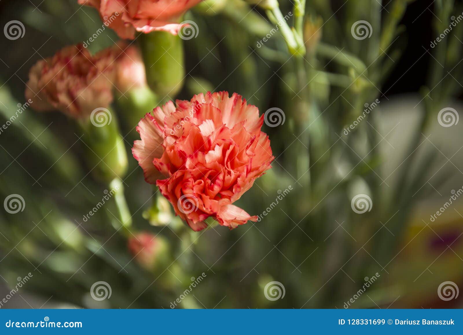 Orange Carnation Flower - Details Stock Image - Image of caryophyllus ...