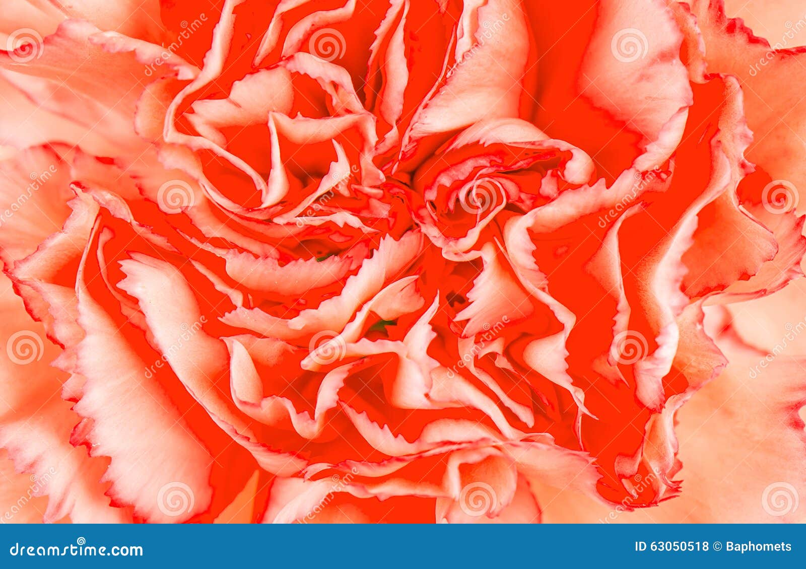 Orange Carnation Flower Close Up. Stock Photo - Image of invitation ...