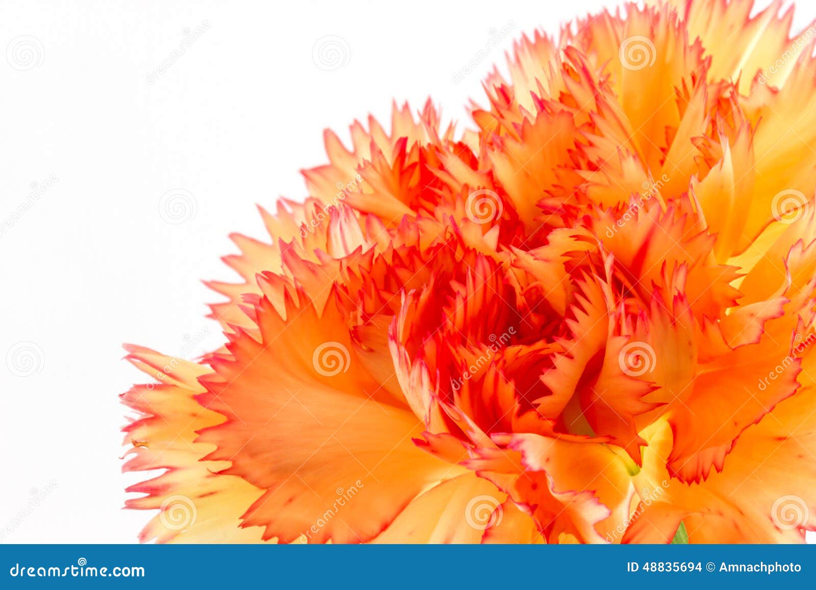 Orange carnation flower. stock photo. Image of circle - 48835694