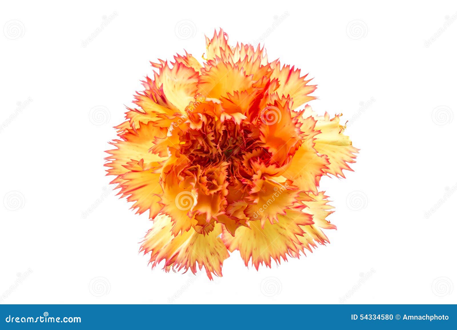 Orange carnation flower. stock photo. Image of petal - 54334580