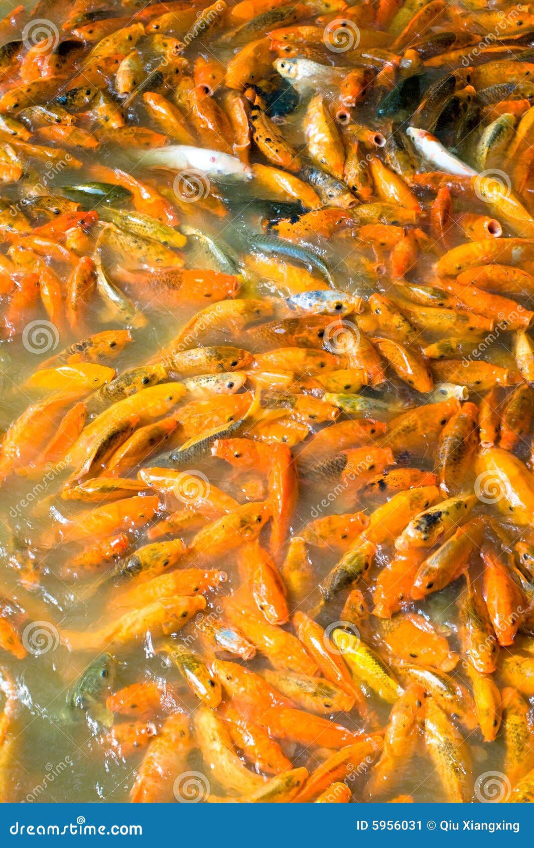 Orange carp fish in pond stock image. Image of animals - 5956031