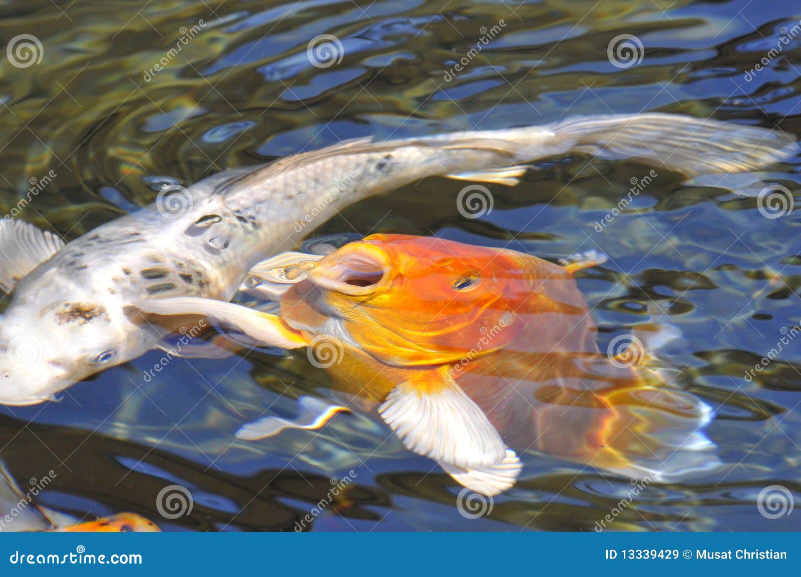 Orange carp koi stock image. Image of ripple, fish, basin - 13339429