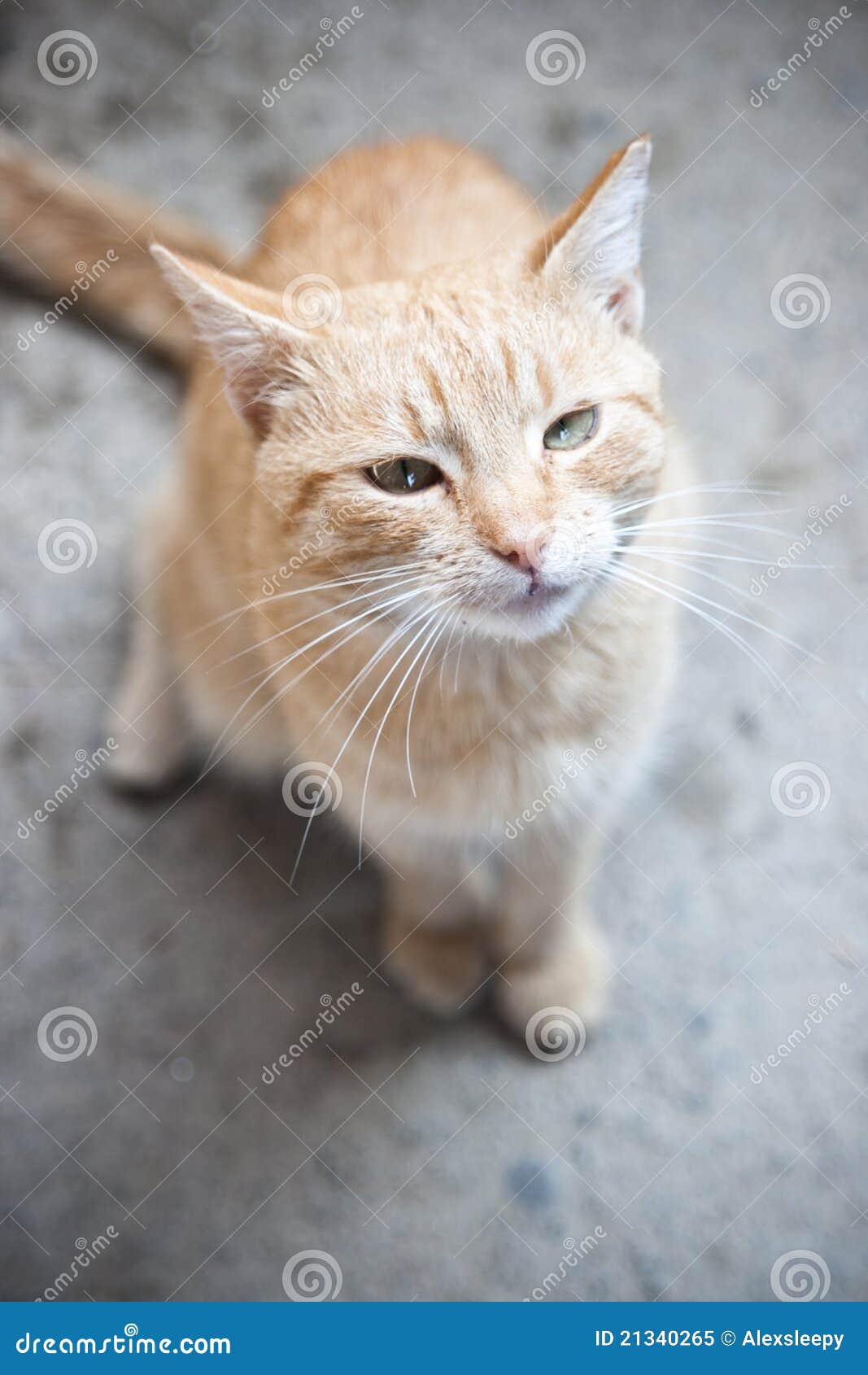 Orange Cat stock image. Image of whiskers, yellow, mammal - 21340265