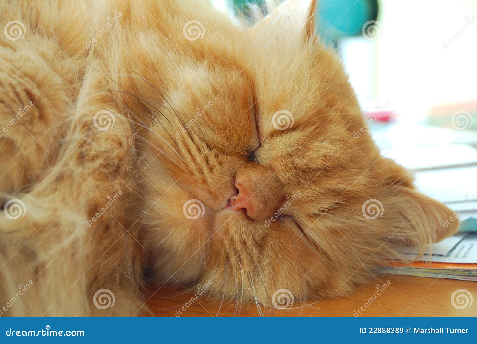 Orange Himalayan Cat