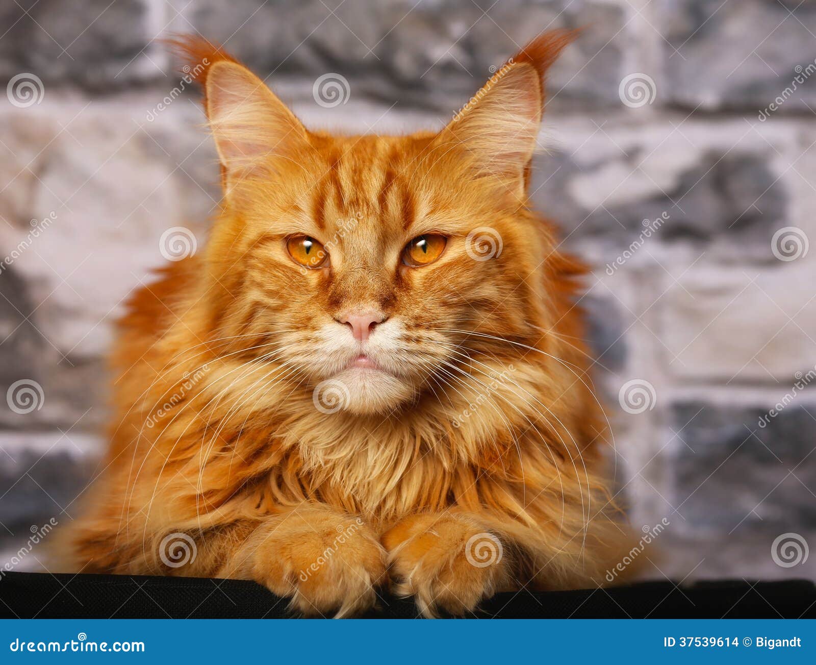 Orange cat stock photo. Image of yellow, beautiful, animal - 37539614