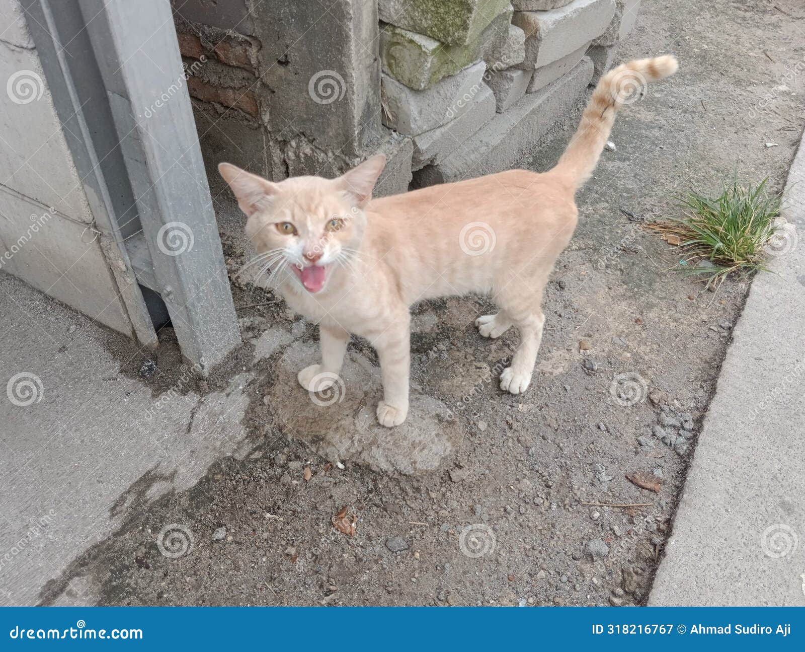 An Orange Cat with an Angry Expression Stock Image - Image of kitten ...