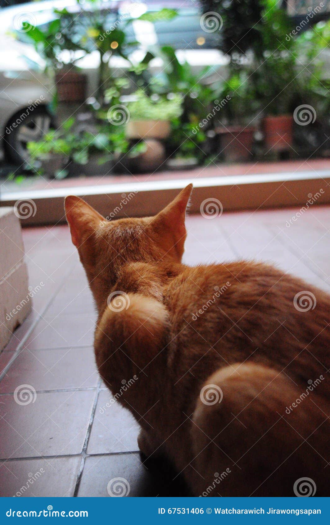 Orange cat from the back stock photo. Image of animal - 67531406