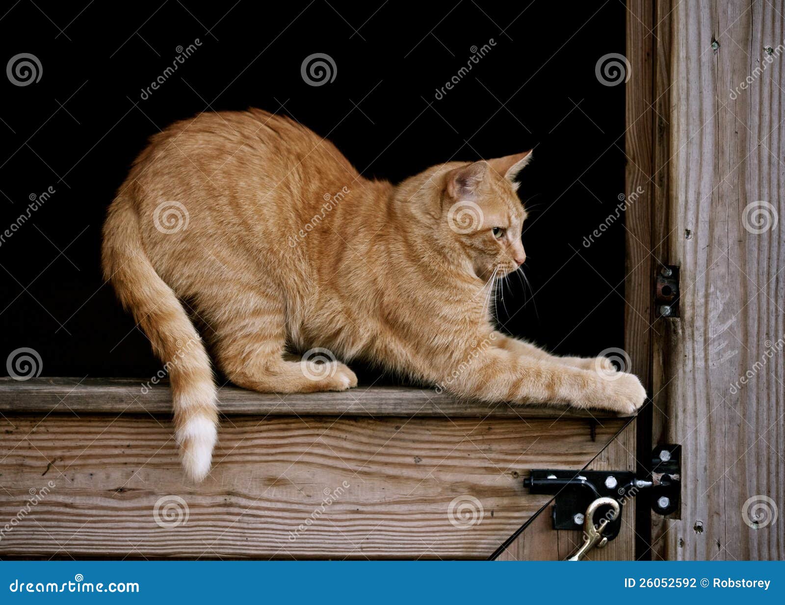 Orange Cat in Barn stock photo. Image of curious, kitten - 26052592