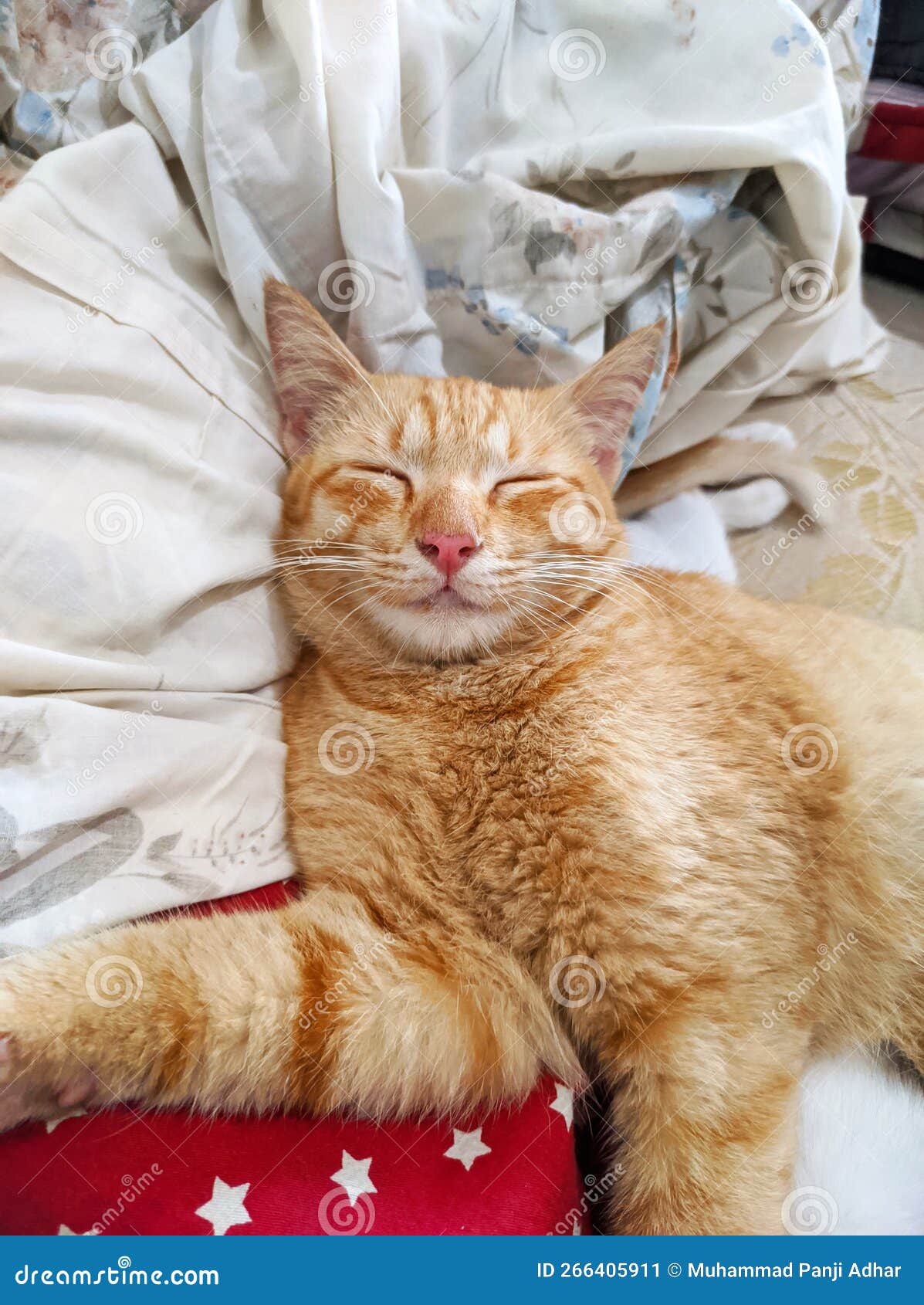 Orange cat a bautiful cat stock image. Image of carnivore - 266405911