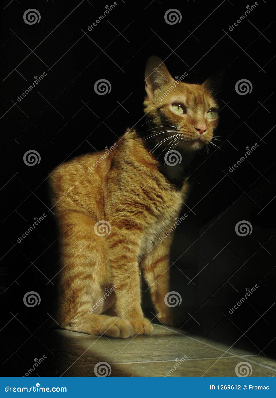 Orange Tiger Tabby Cat