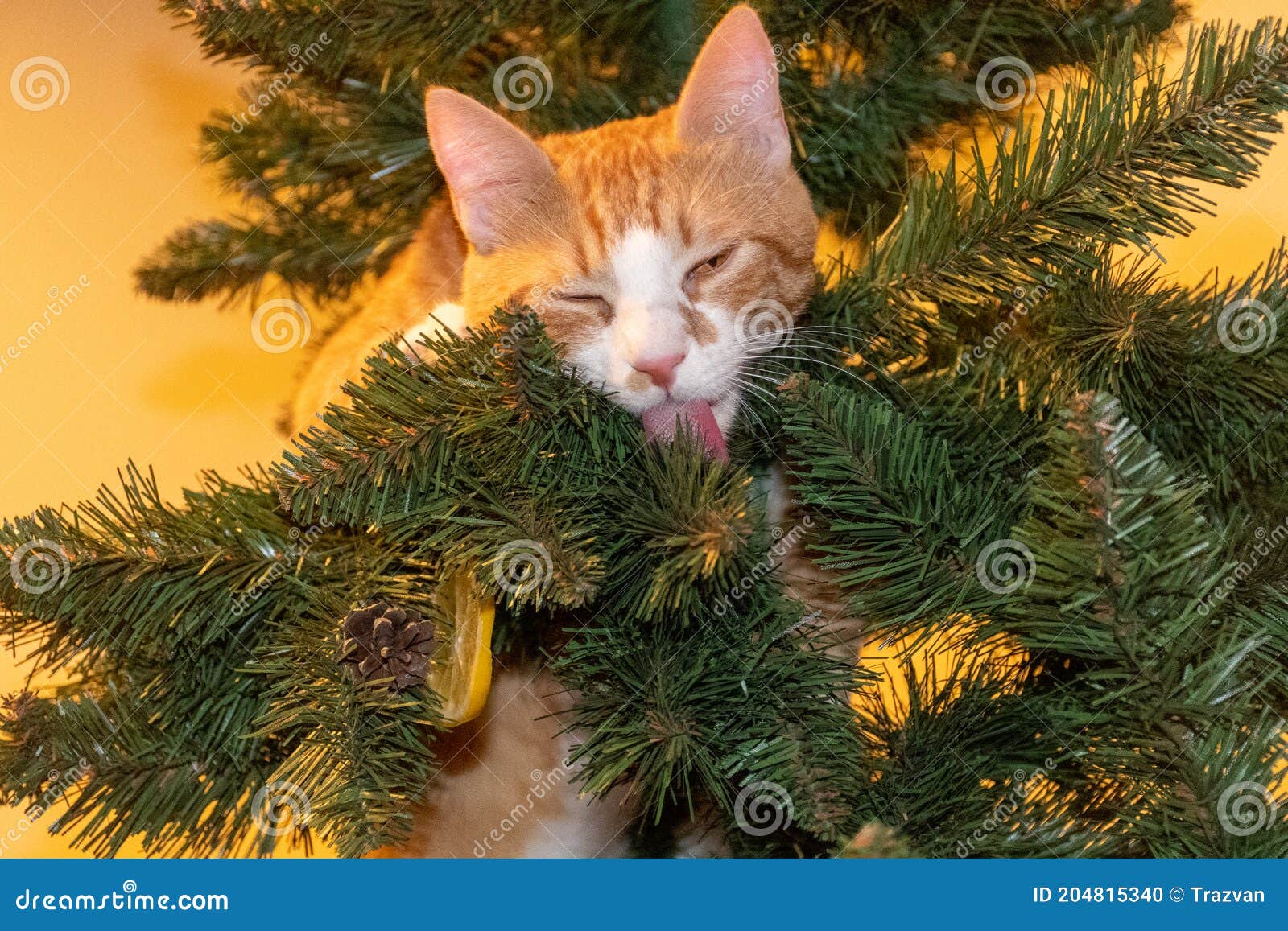 Orange Cat on Christmas Tree Stock Photo - Image of naughty, playful ...