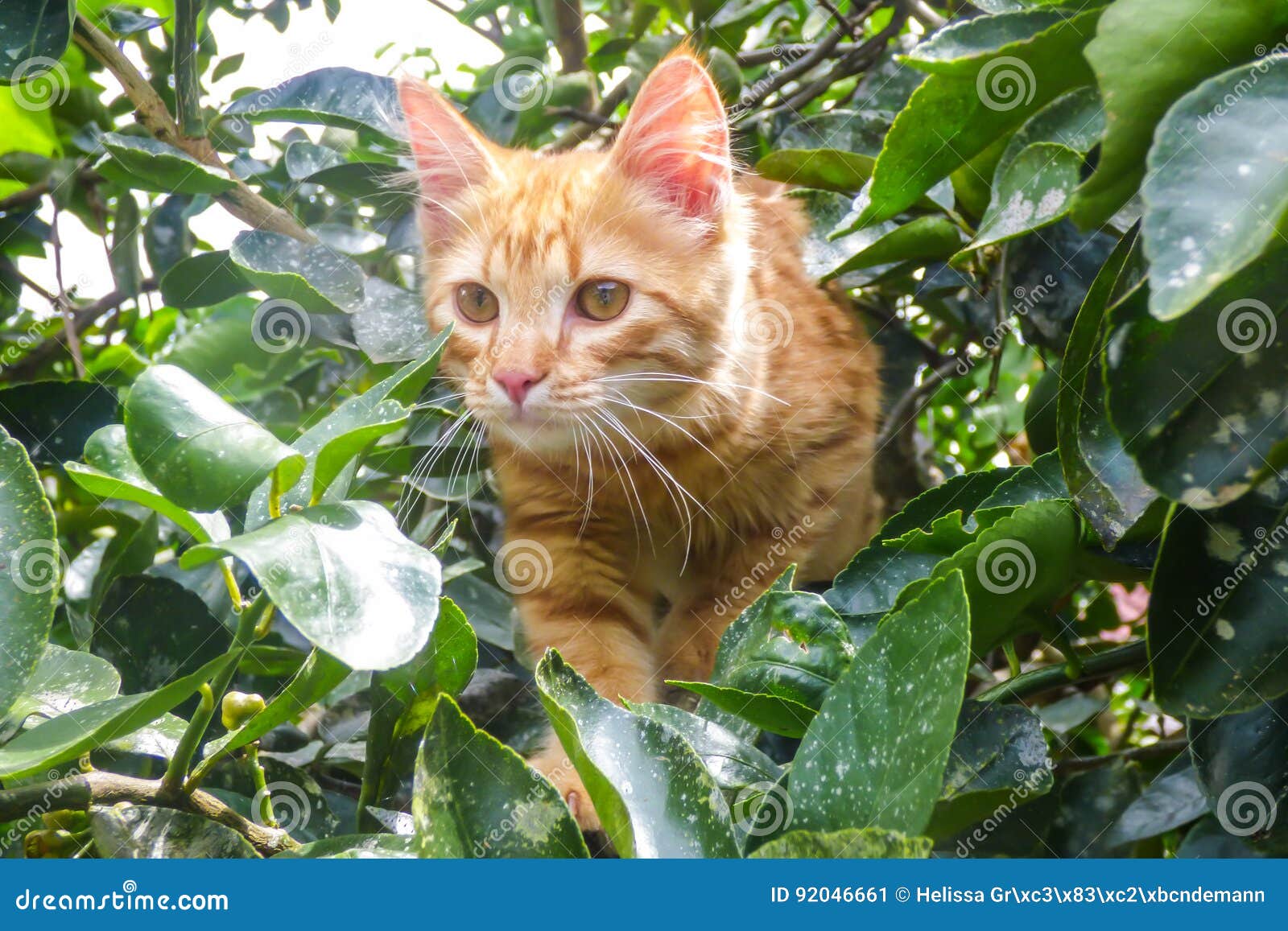 Orange cat climbing a tree stock image. Image of healthy - 92046661