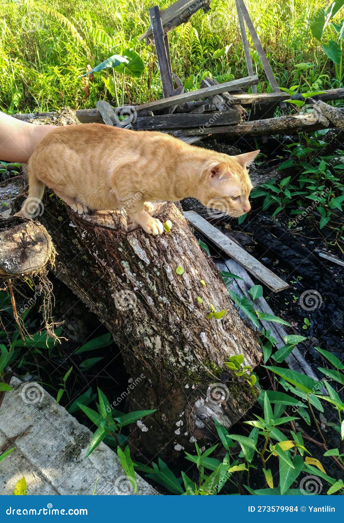 An Orange Cat Crouching on Piece of Wood Stock Photo - Image of ...