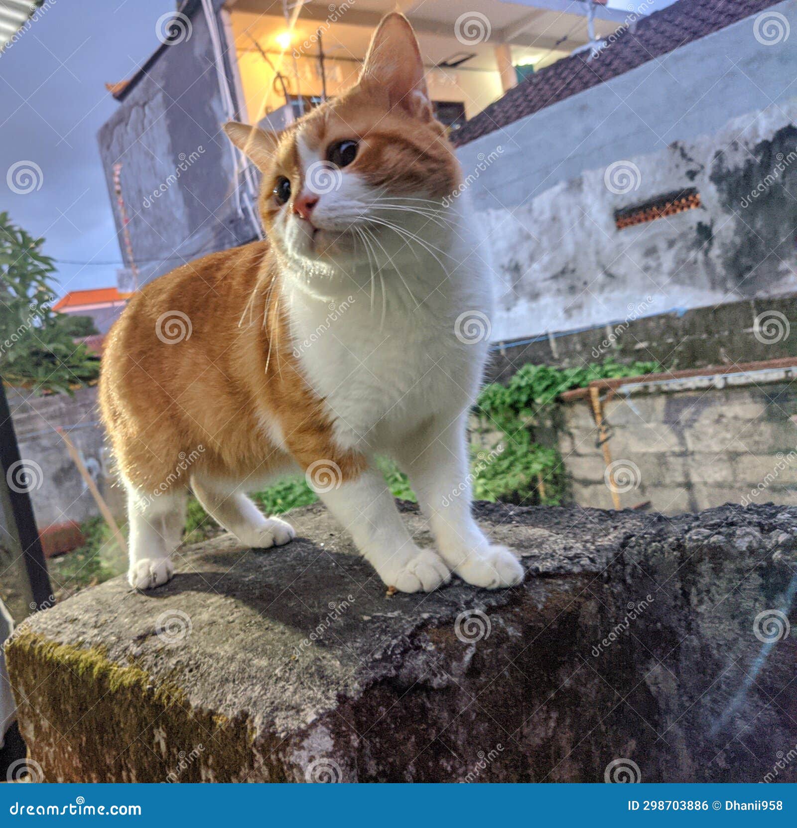 Orange Cat is Cute and Adorable Pets Stock Photo - Image of pets ...