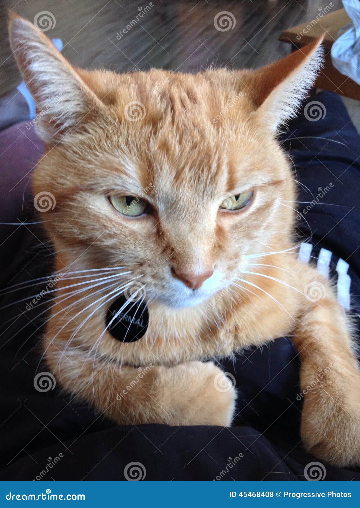 Orange cat stock photo. Image of front, face, orange - 45468408