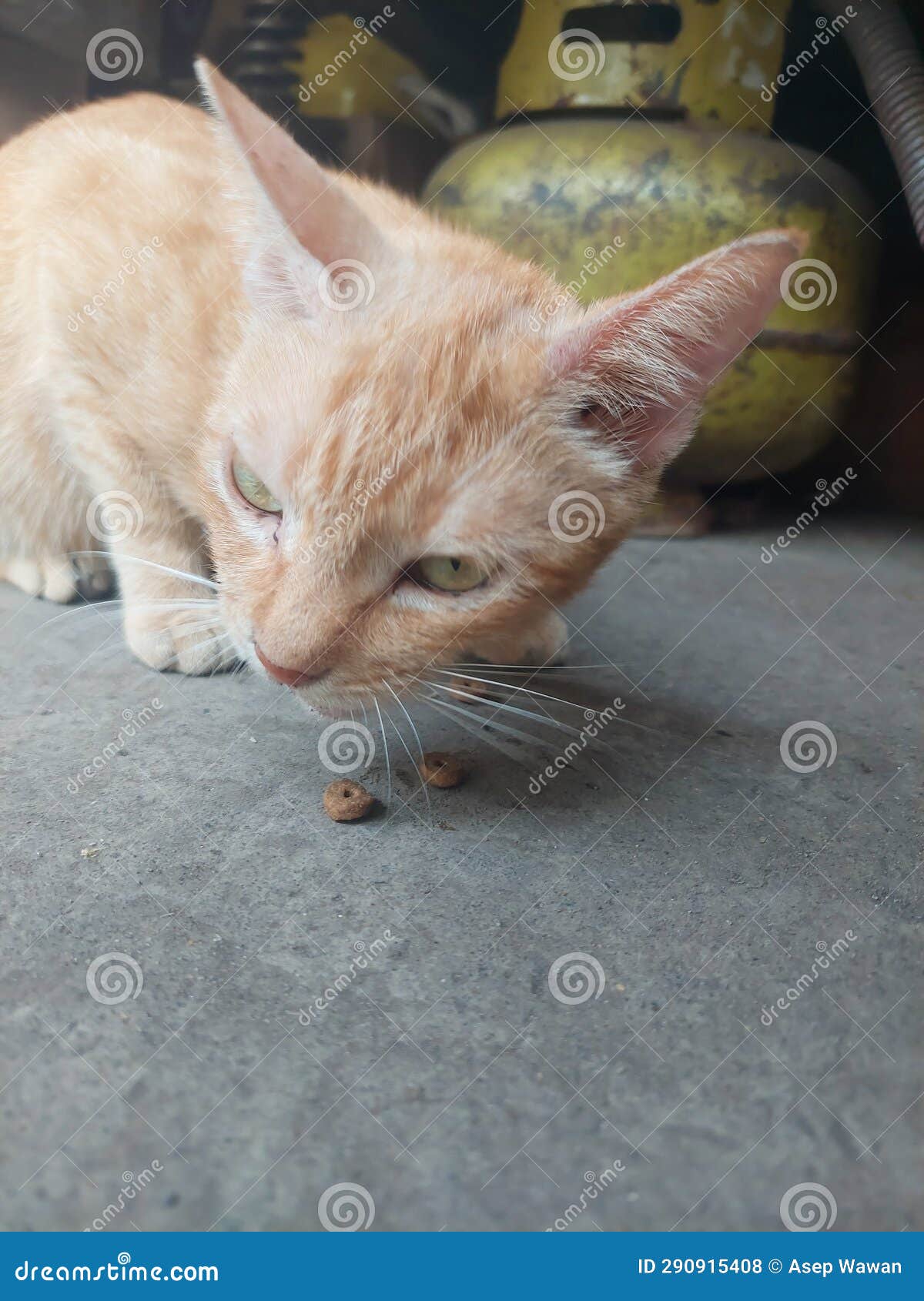 Orange cat is eating stock photo. Image of animal, sitting - 290915408