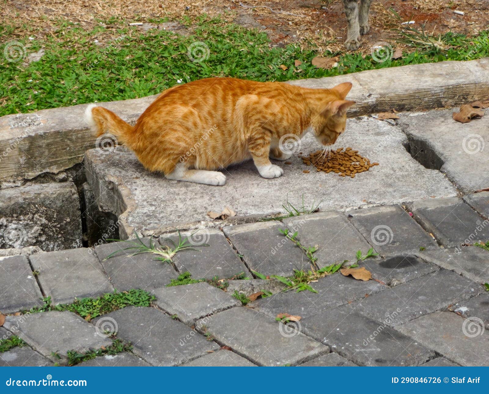Beautiful Orange Cat is Eating Stock Photo - Image of wildcat, plant ...