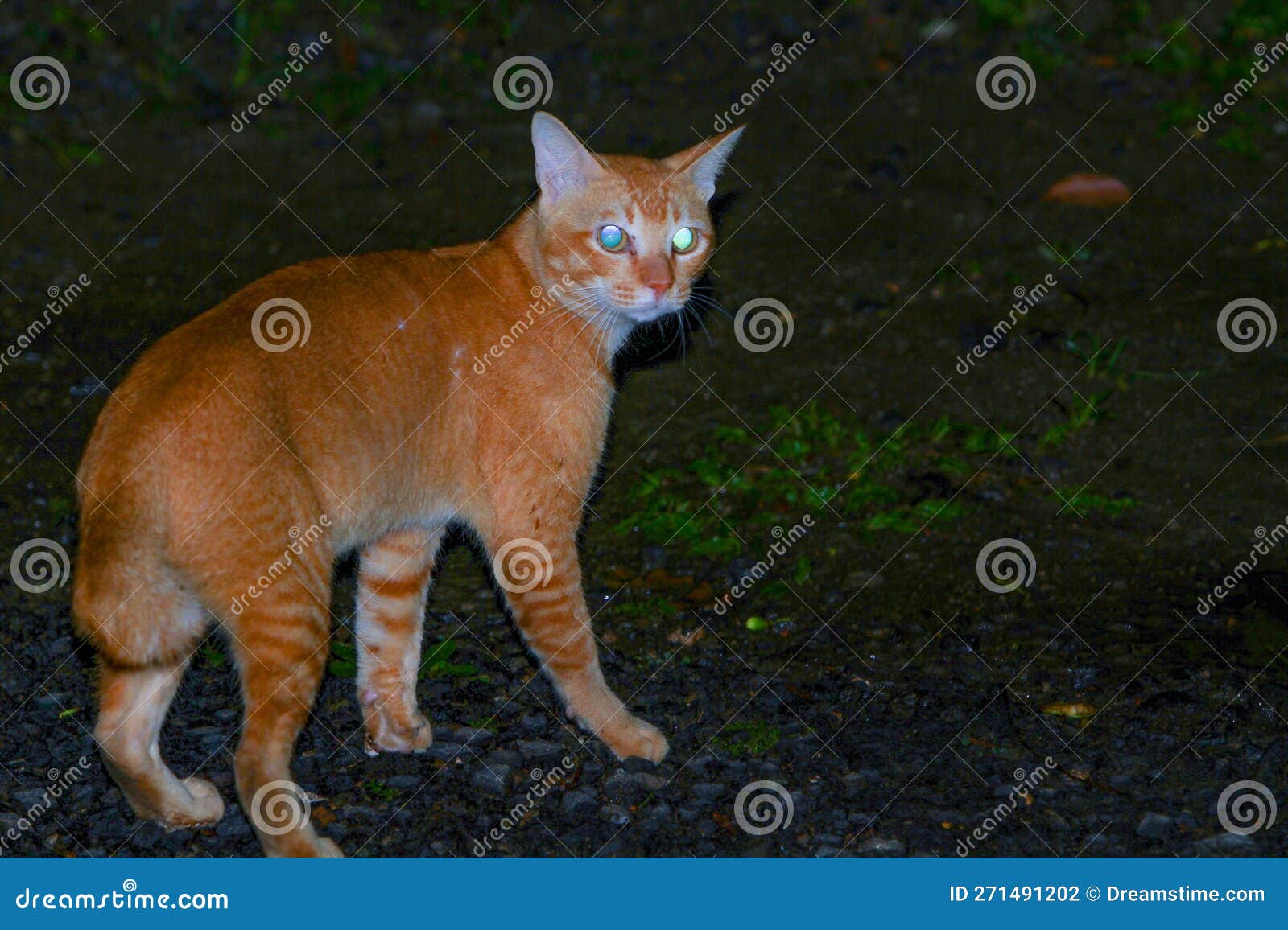 Orange Cat Eyes that Glow in the Dark Stock Photo - Image of glow ...