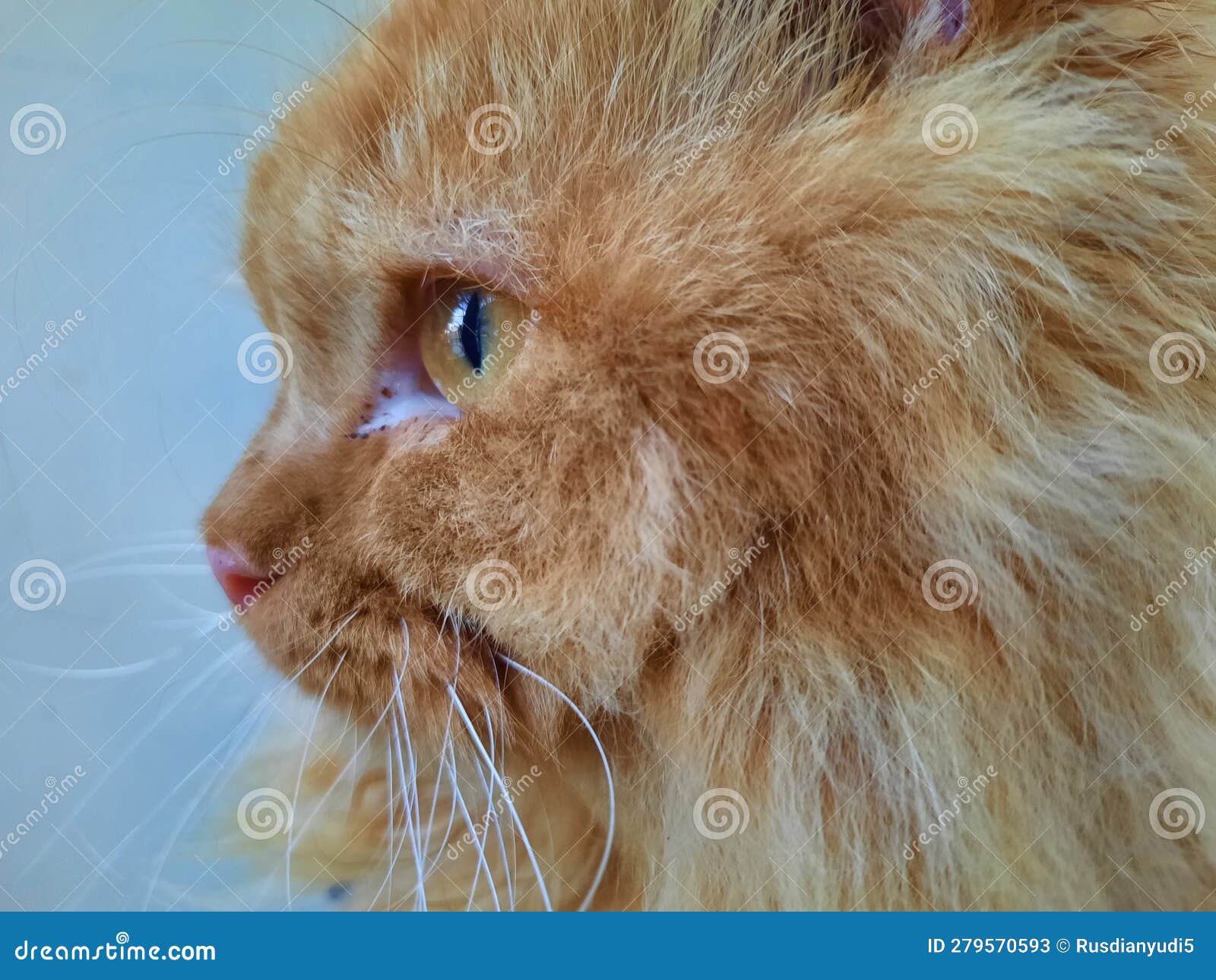 Orange cat face stock image. Image of animal, whiskers - 279570593