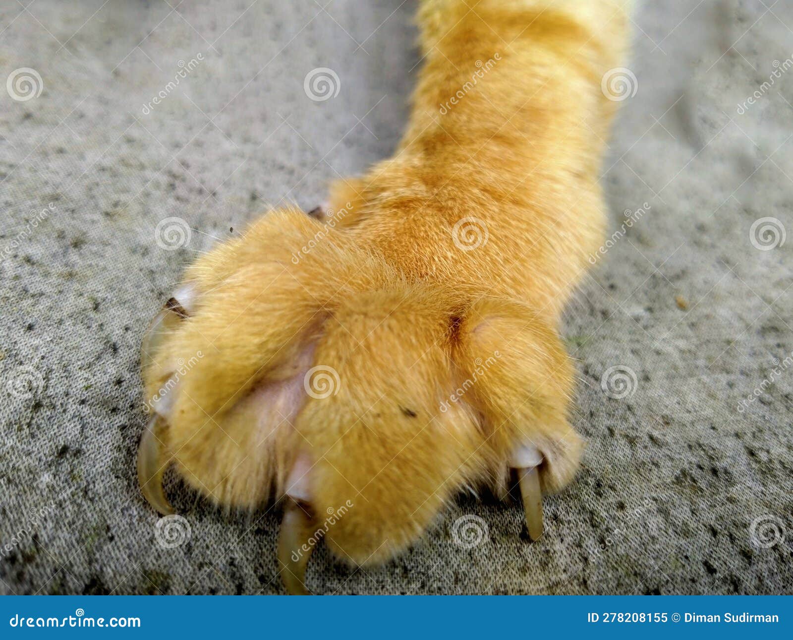 Orange Cat Feet with Sharp Claws Stock Image - Image of sharp, orange ...