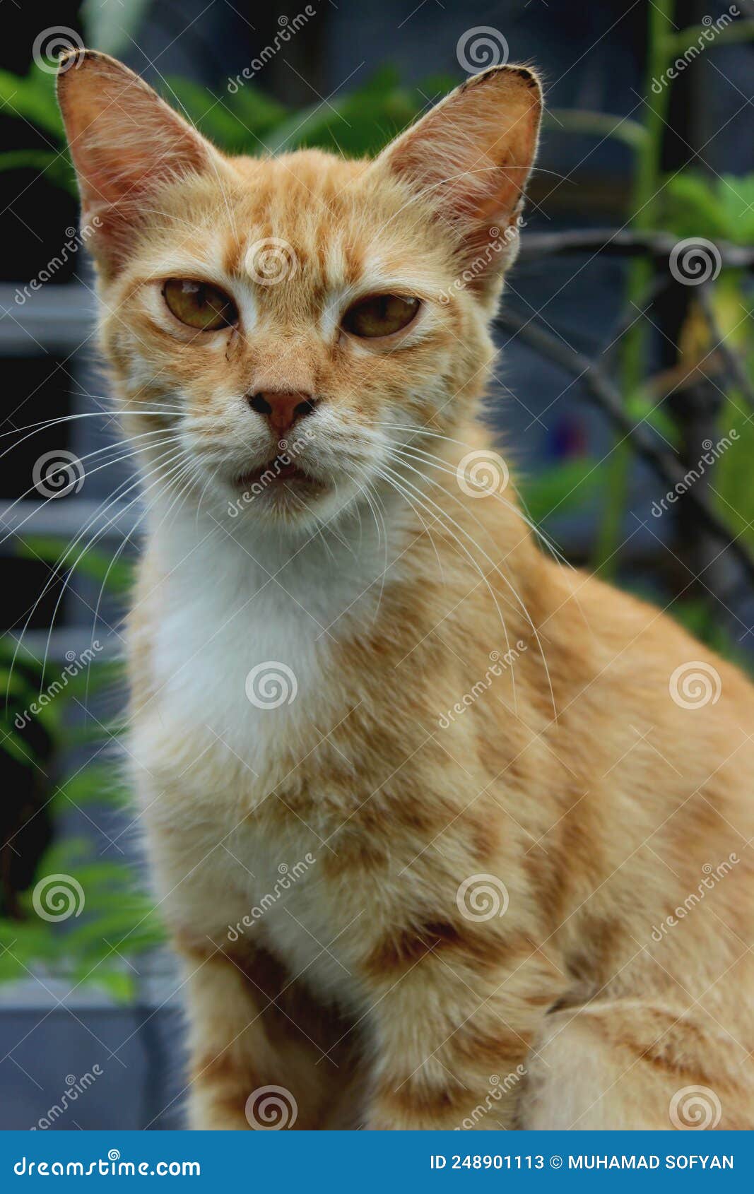 An Orange Cat on the Fence Looking Ahead Stock Image - Image of orange ...