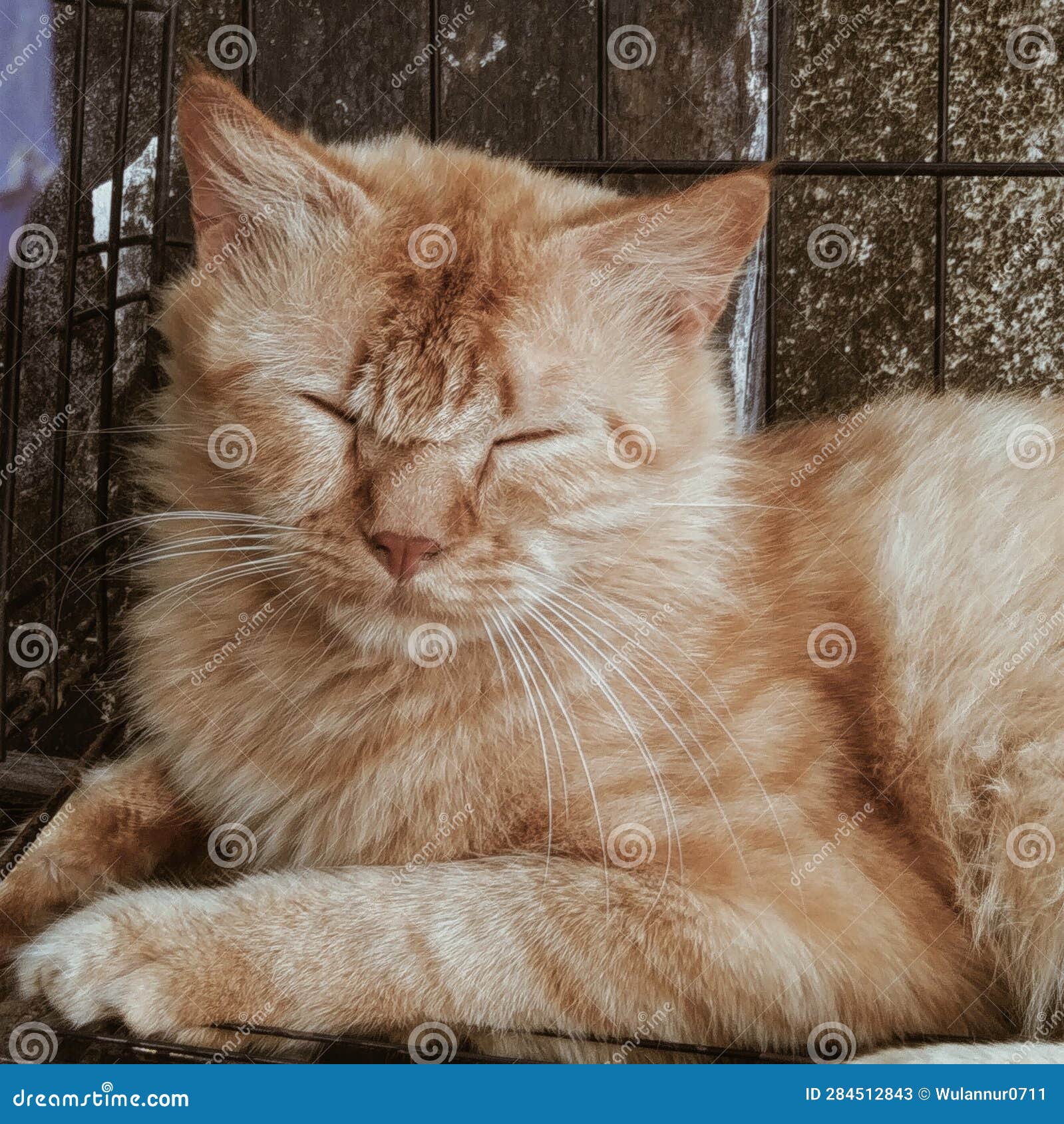 Orange Cat with a Fierce Face in a Cage Stock Image - Image of orange ...