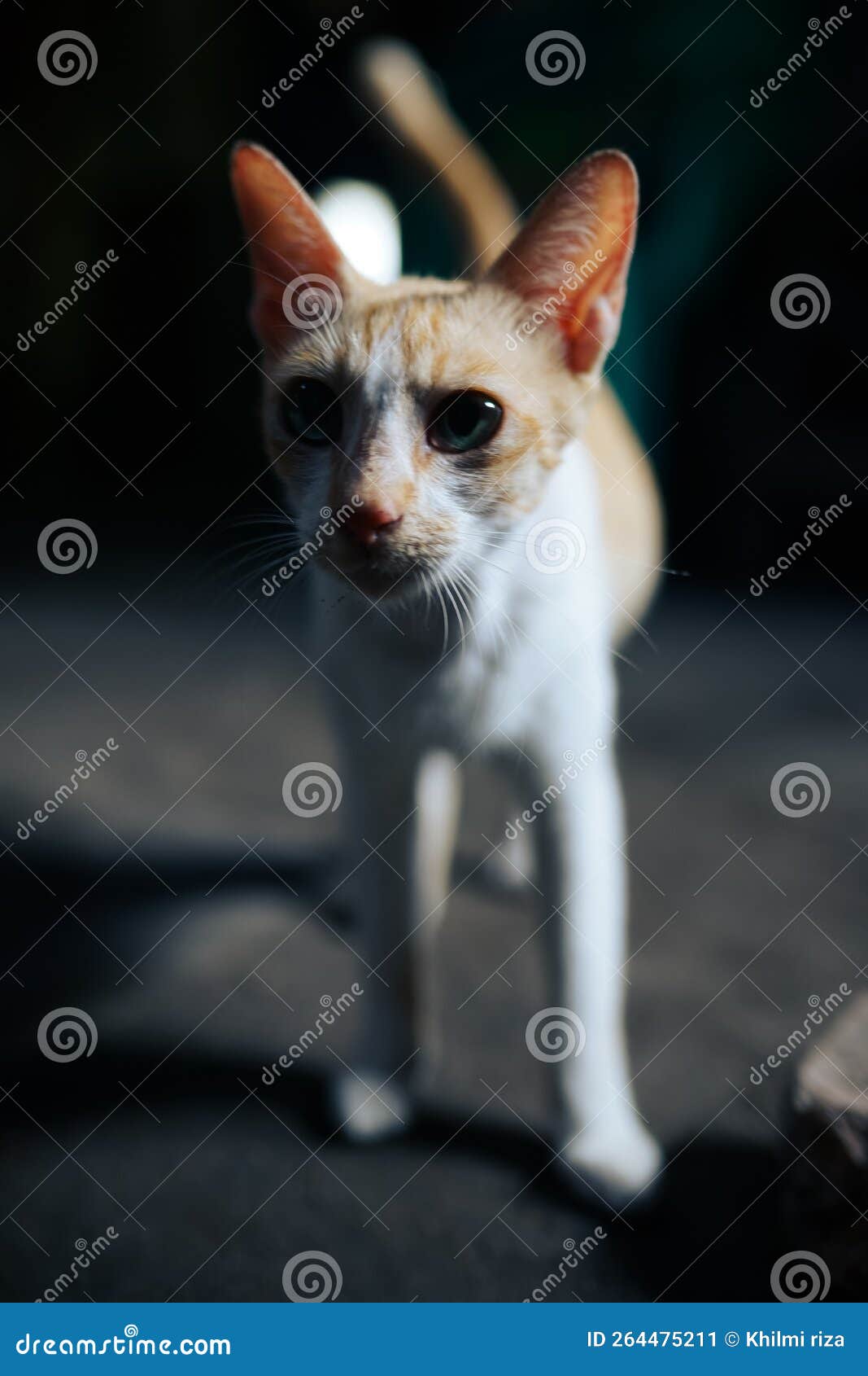 An Orange Cat with a Fierce Face because of Starvation Stock Image ...