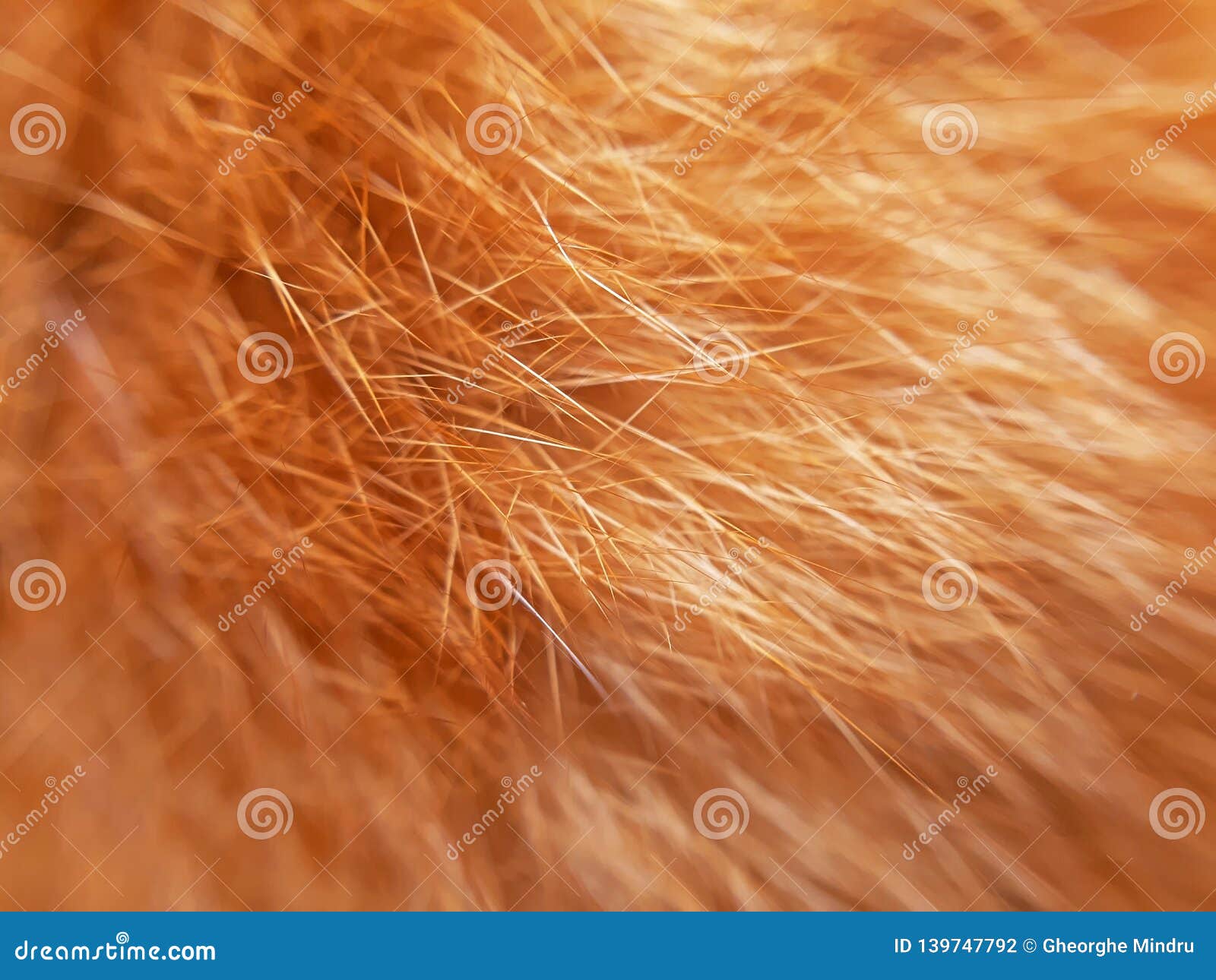 Orange Cat Fur Background Texture Close Up Stock Photo - Image of ...