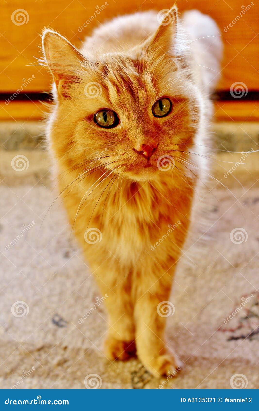Orange Cat stock image. Image of light, green, hair, long - 63135321