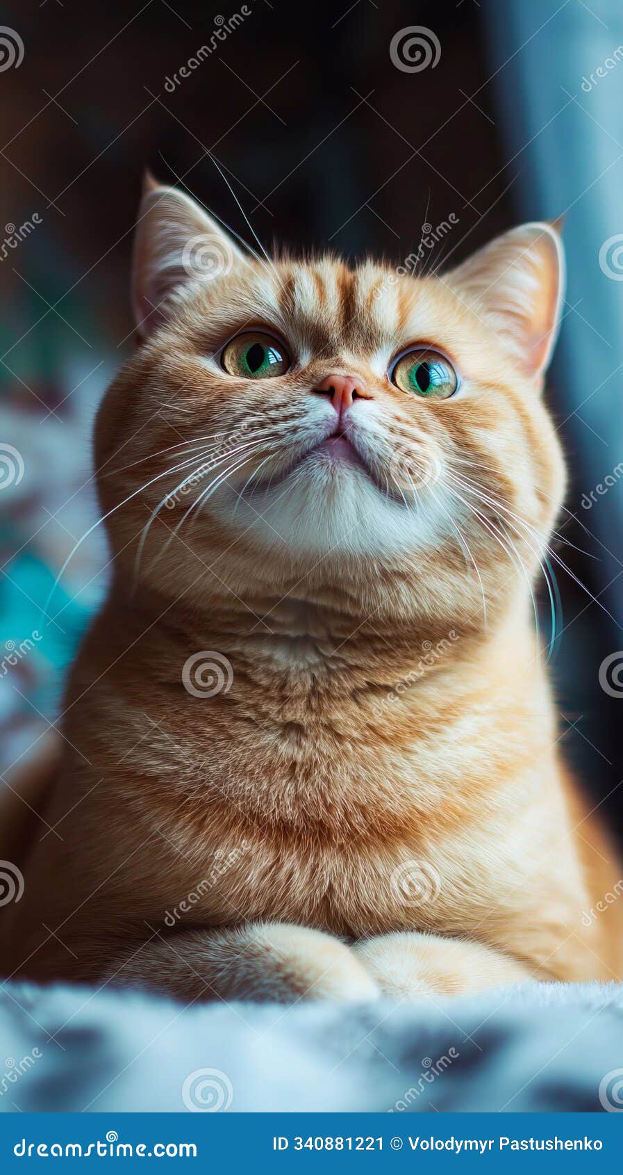 An Orange Cat with Green Eyes Looking Up Stock Image - Image of nose ...