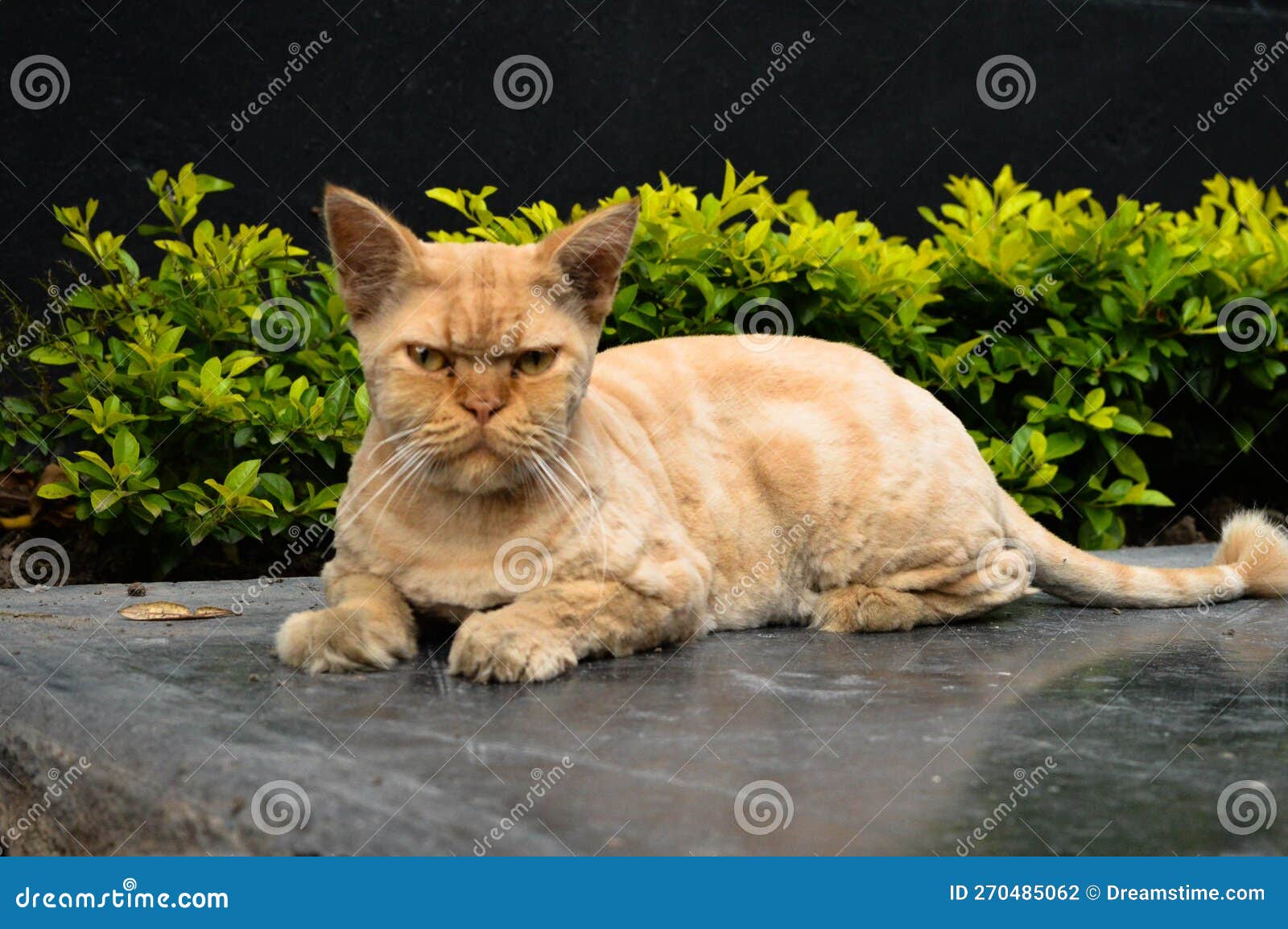 Orange Cat with a Grumpy Face Stock Photo - Image of carnivore, animal ...