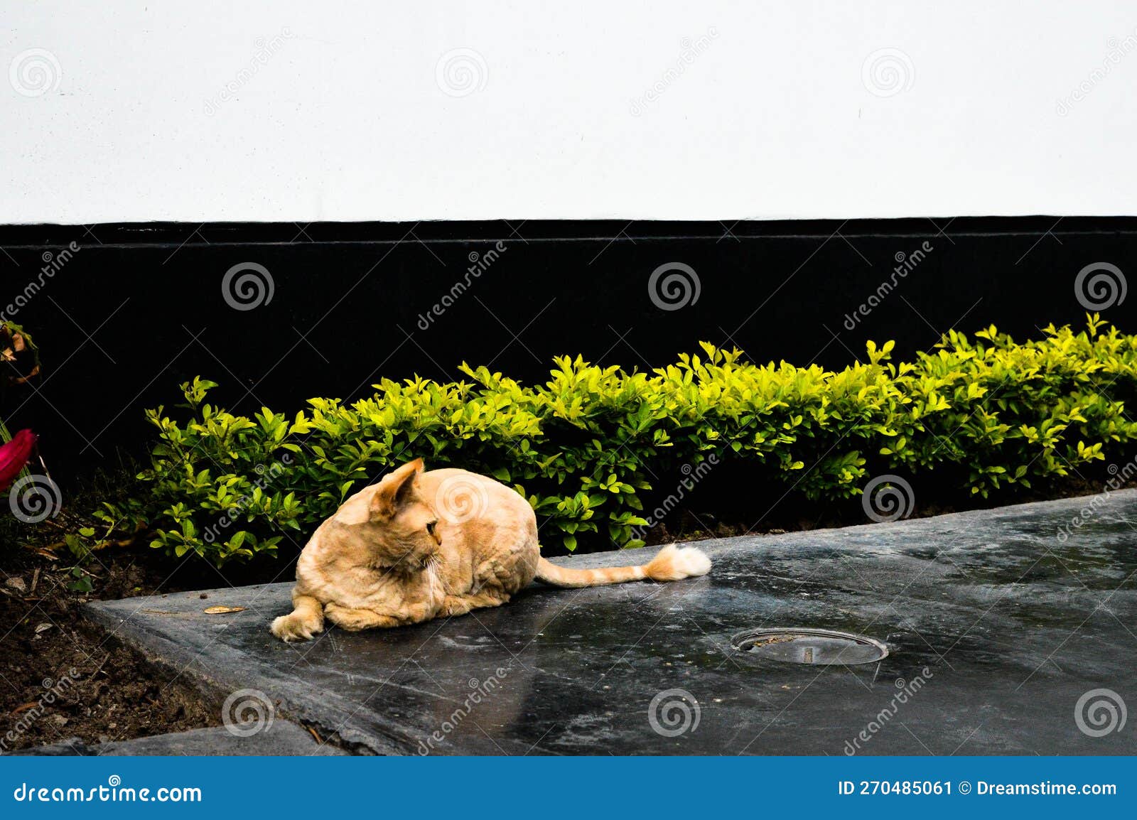 Orange Cat with a Grumpy Face Stock Image - Image of grass, plant ...