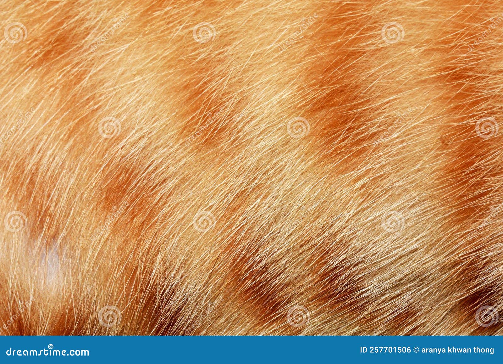 Orange Cat Hair, Full Frame Orange Fur, for the Background Stock Photo ...