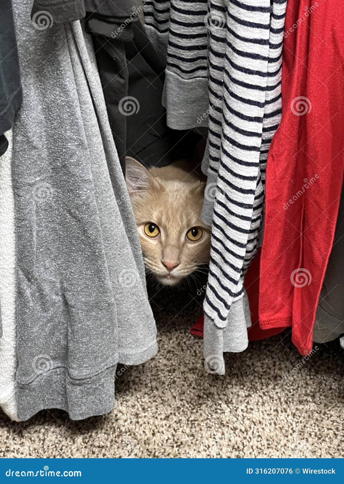 Orange Cat Hiding in Clothing Layers Stock Photo - Image of whiskers ...